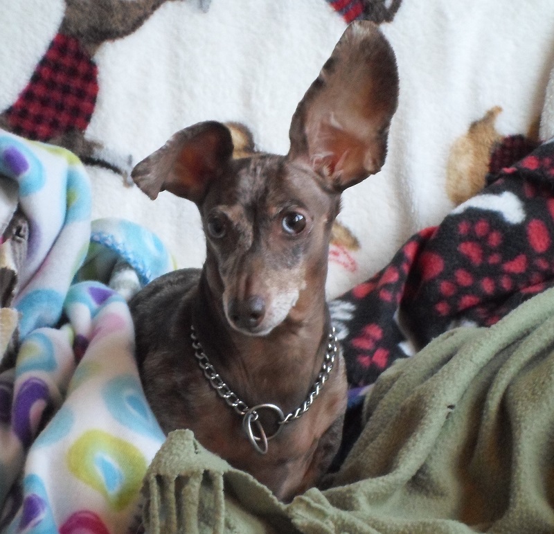 Contact Us - Beacon Suites Pet Resort